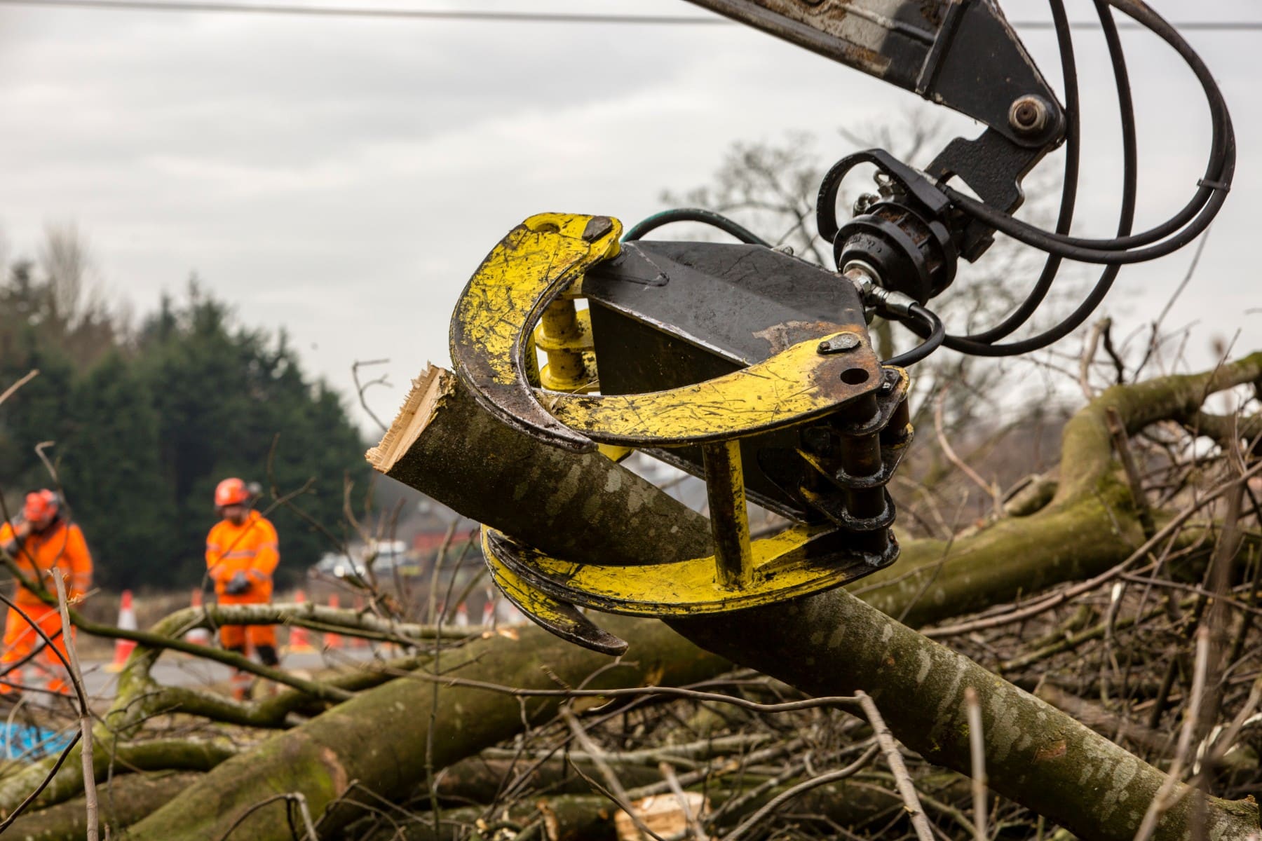 Tree & Vegetation Management | Tree Care Experts | LJX Tree Surgeons