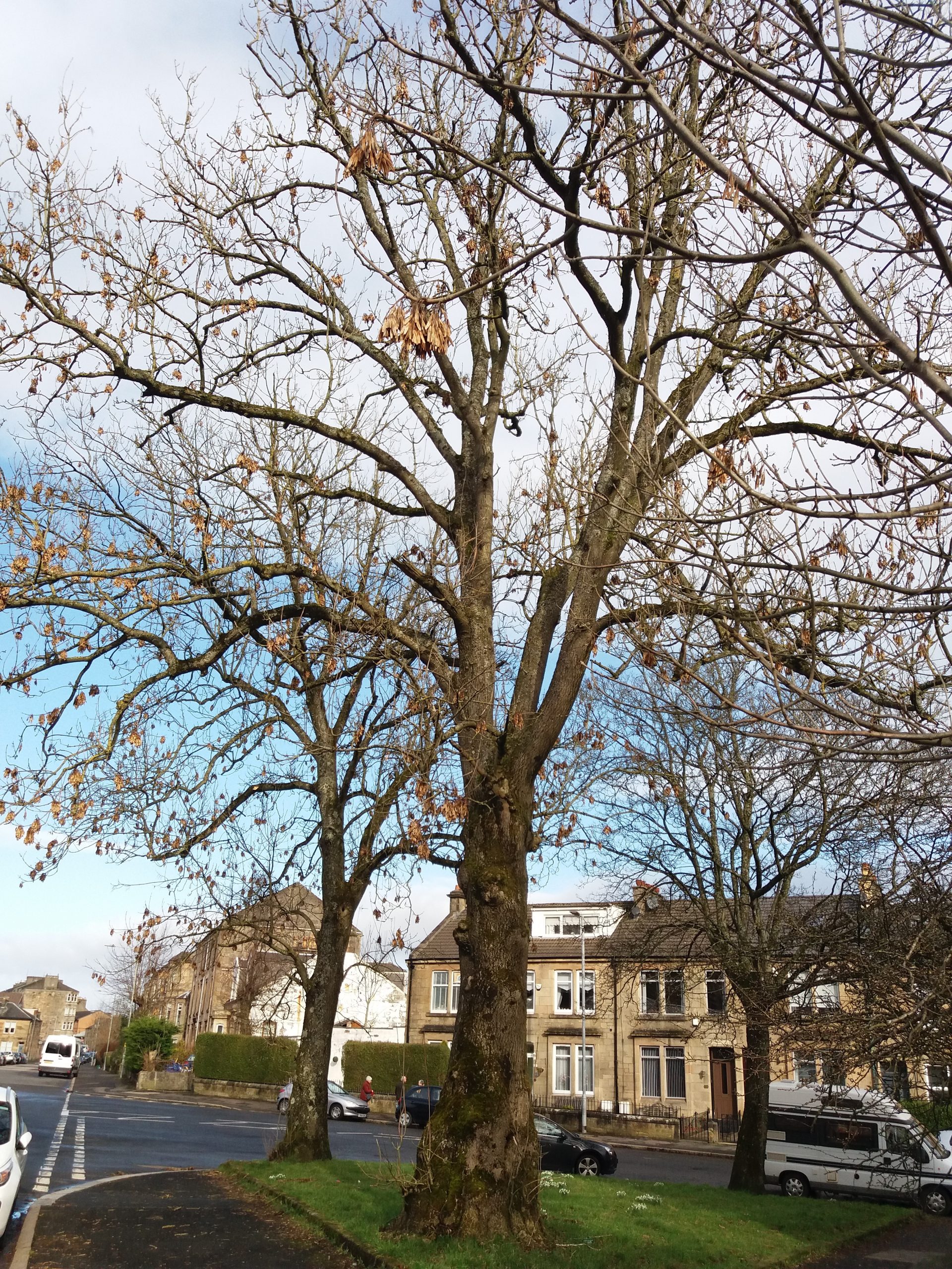 Ash dieback set to wipe out 80% of ash trees in the UK - LJX Tree Surgeons